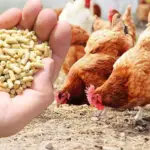 Low Cost Broiler Feed Formulation: A Full Guide To Ingredients
