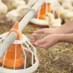 How To Mix Chicken Feed : 4 Best Chicken Feed Ingredients