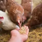 Fish Feed Formulation Ingredients: Method, Calculation & Composition