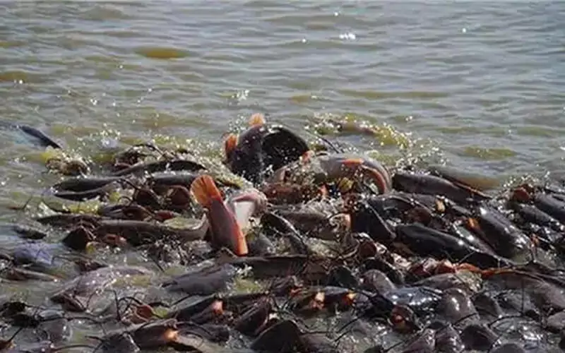 How To Make Catfish Feed: Practical Guide For Farmers